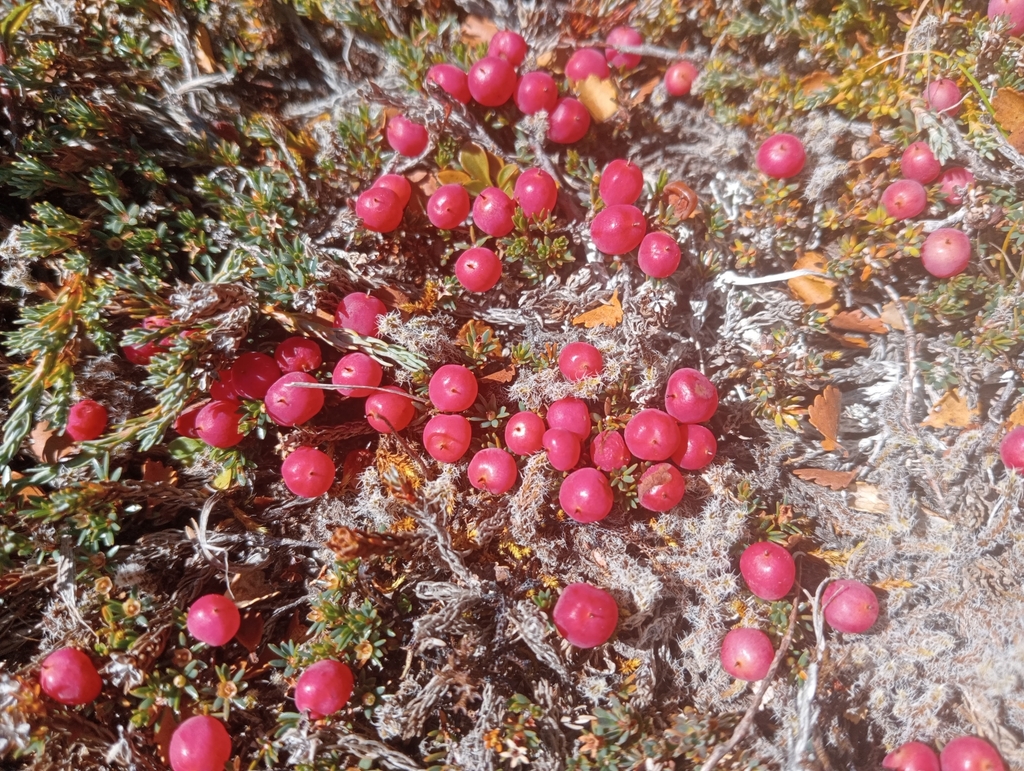carpet heath from Southland 9679, New Zealand on February 28, 2025 at ...