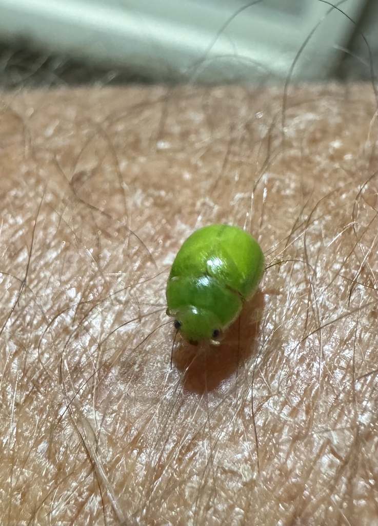 Lilly Pilly leaf beetle from Ronald Ct, Somerville, VIC, AU on March 1 ...