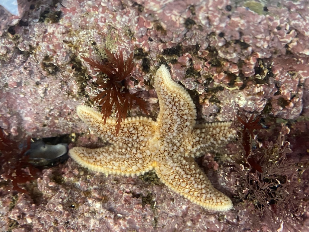 Common Sea Star from IE on February 28, 2025 at 10:11 AM by Anna Kellagher · iNaturalist