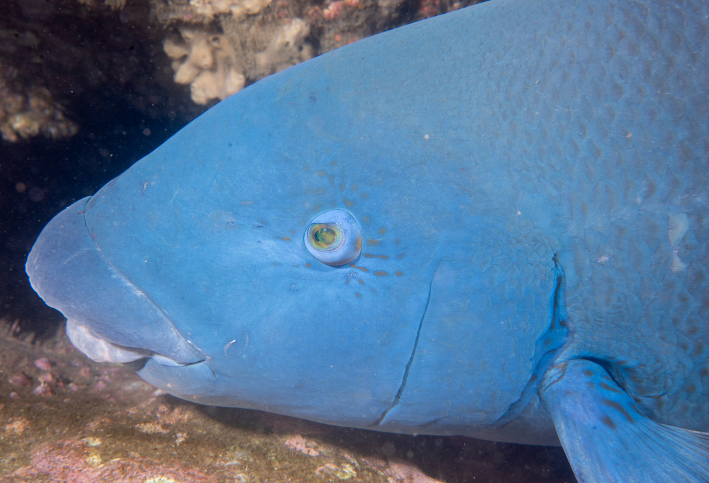 Eastern Blue Groper from "Camp Cove, Sydney, Australia" on March 1 ...