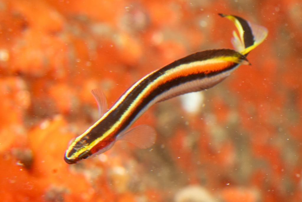 Eastern Hulafish from "Camp Cove, Sydney, Australia" on March 1, 2025 ...