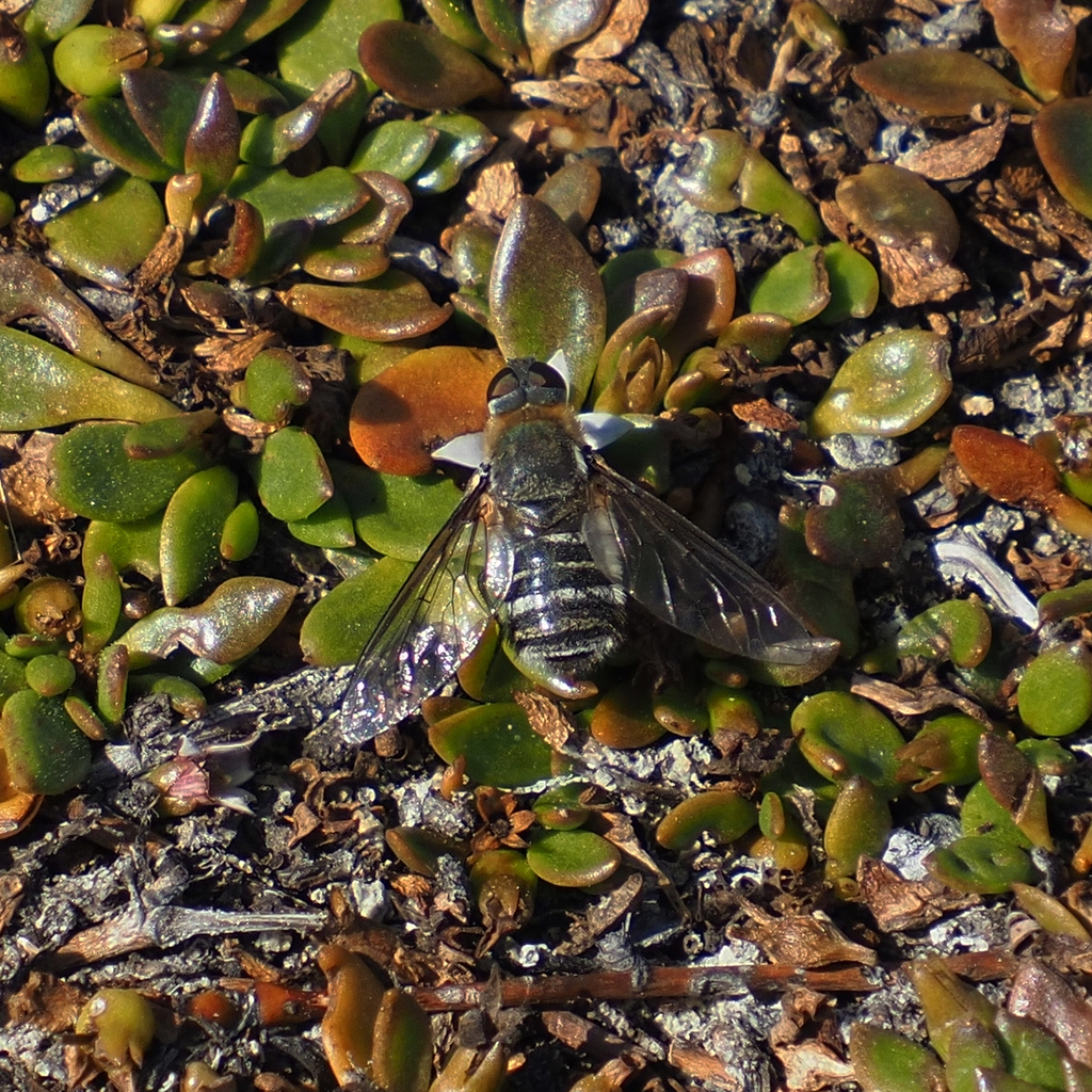 banded bee flies from Boobyalla Conservation Area, Tomahawk TAS 7262 ...
