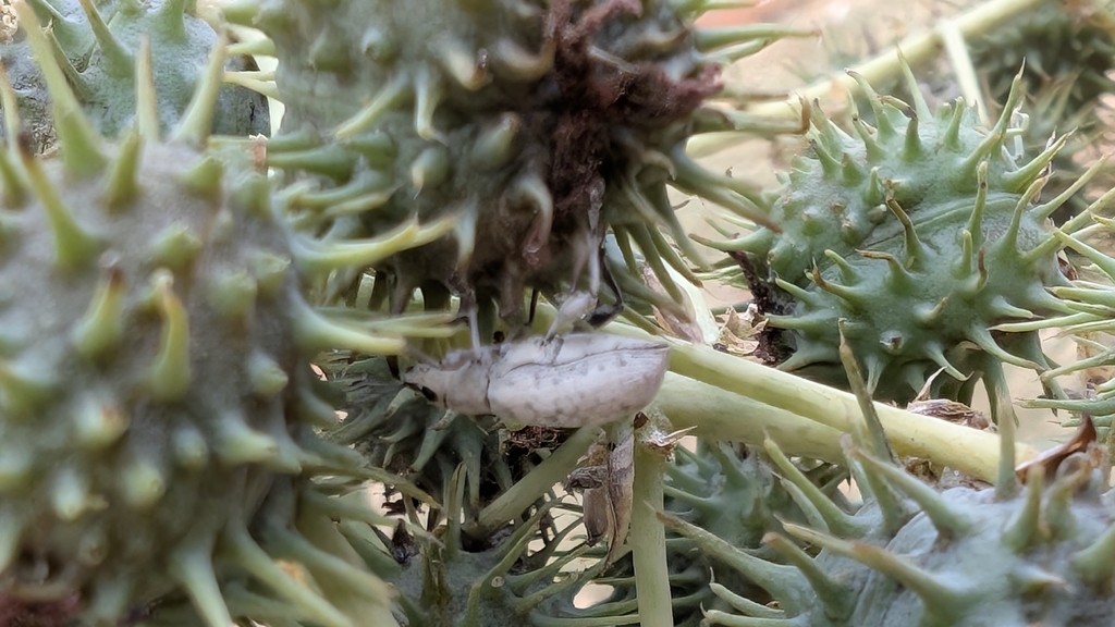 Sri Lanka Weevil from 5, vikas Nagar, 4th cross, 1st main, Nagasandra ...