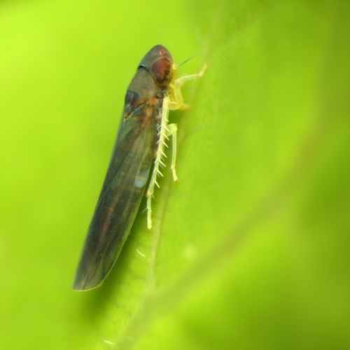 Joruma pisca · iNaturalist