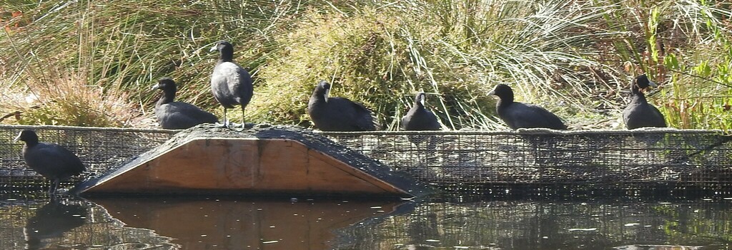 Eurasian Coot from CBD, Melbourne VIC 3000, Australia on January 31 ...