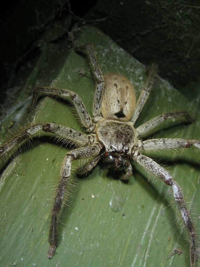Mountain Huntsman from Frankston South VIC, Australia on March 1, 2025 ...