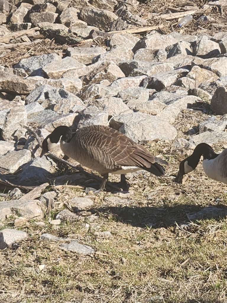Canada Goose from North Springfield, VA 22151, USA on March 1, 2025 at ...