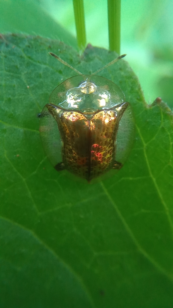 Aspidimorpha from Palm Beach, Port Edward, South Africa on March 1 ...