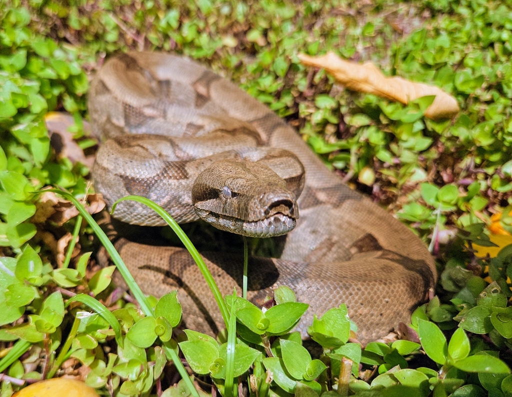 Amazonian Boa Constrictor from Rodovia Vereador Gumercindo Brunn, Santa ...