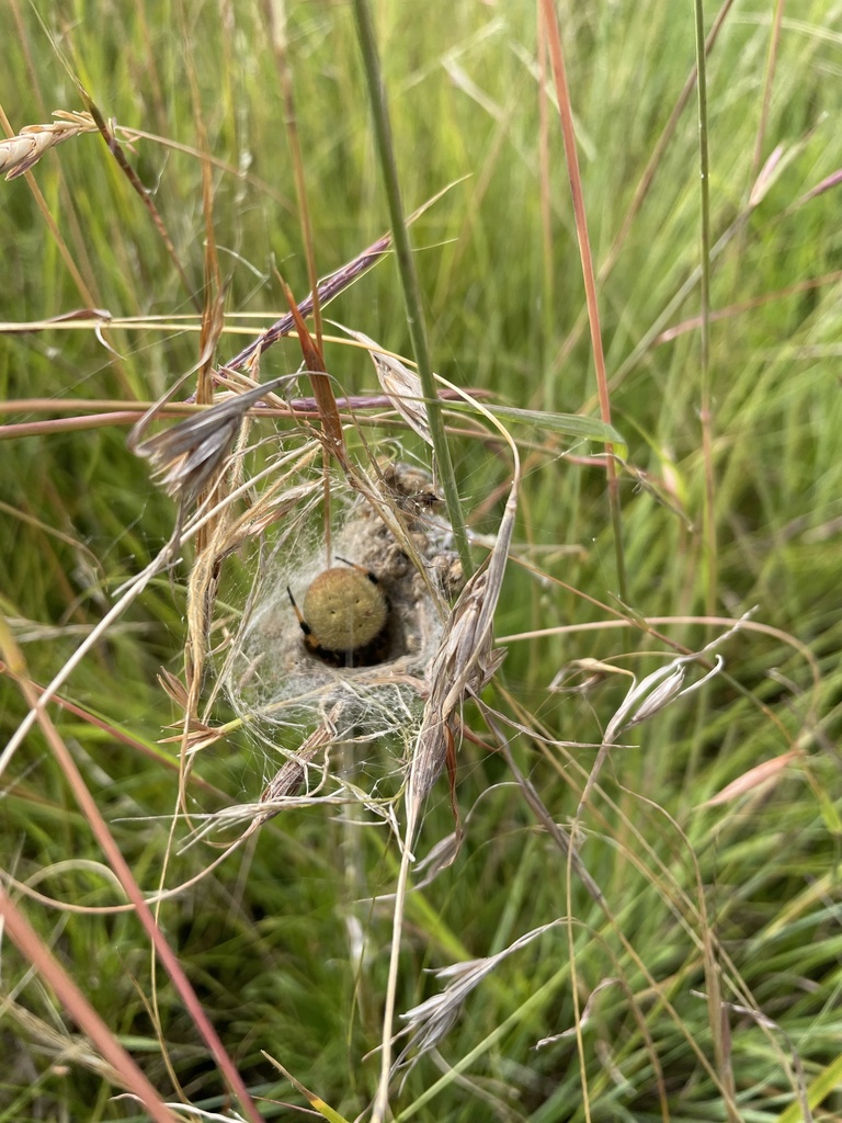 Green Hairy Field Spider from Phumelela, Vrede, Free State, ZA on March ...