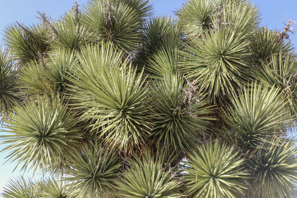 Western Joshua Tree from Hesperia, CA, USA on February 28, 2025 at 04: ...