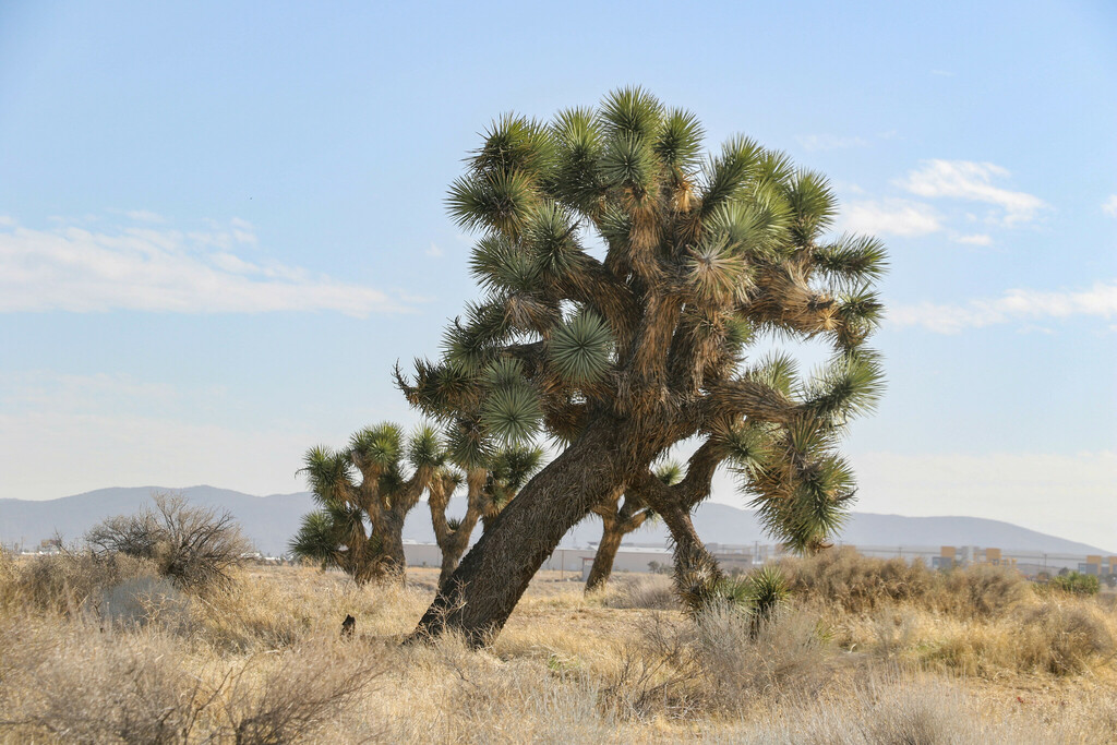 Western Joshua Tree from Hesperia, CA, USA on February 28, 2025 at 04: ...