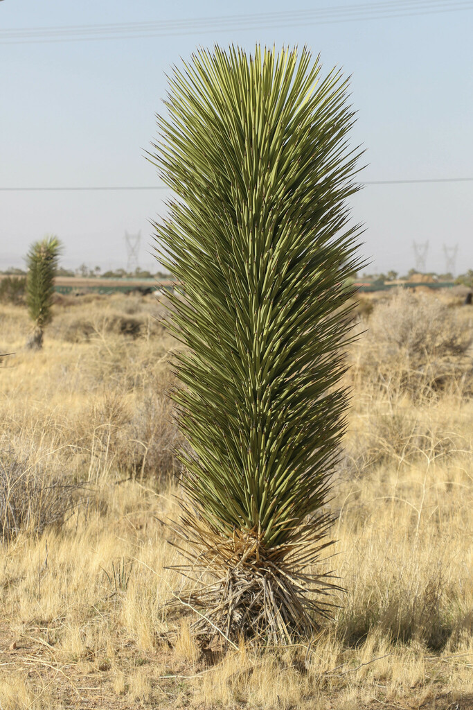 Western Joshua Tree from Hesperia, CA, USA on February 28, 2025 at 04: ...