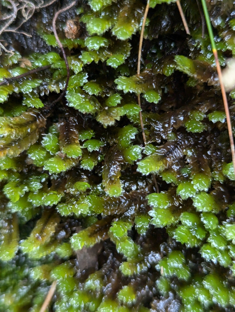 Distichophyllum from Chenzhou, CN-HN, CN on October 27, 2024 at 12:27 ...
