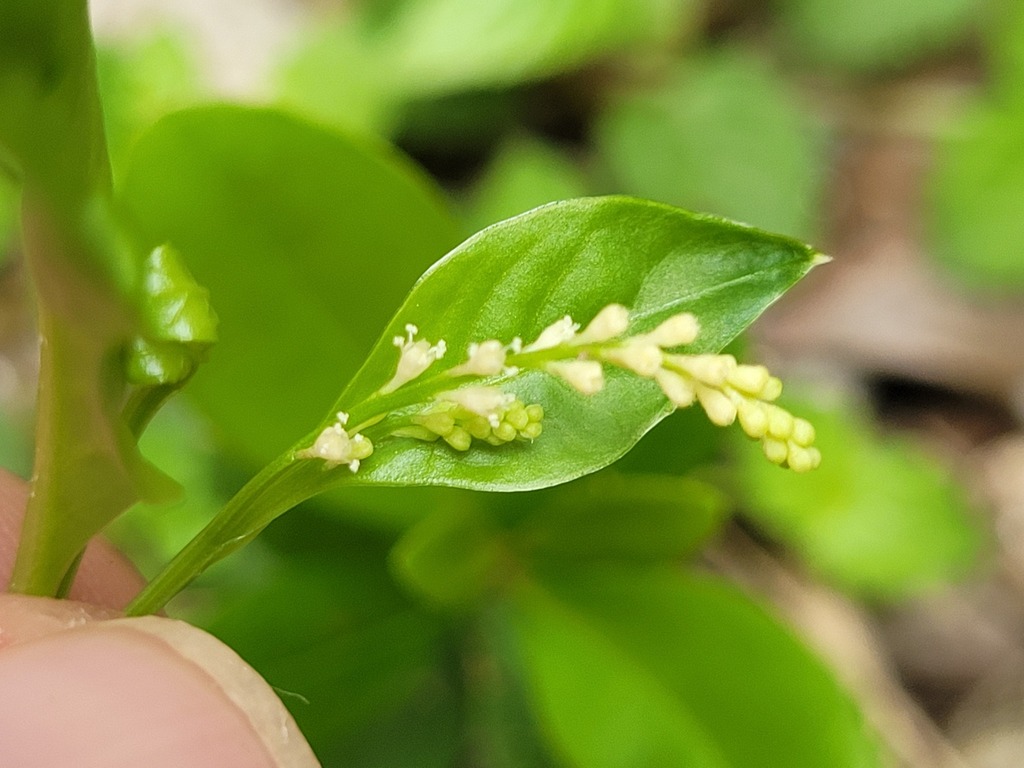 (Microtea) - Botanical Realm