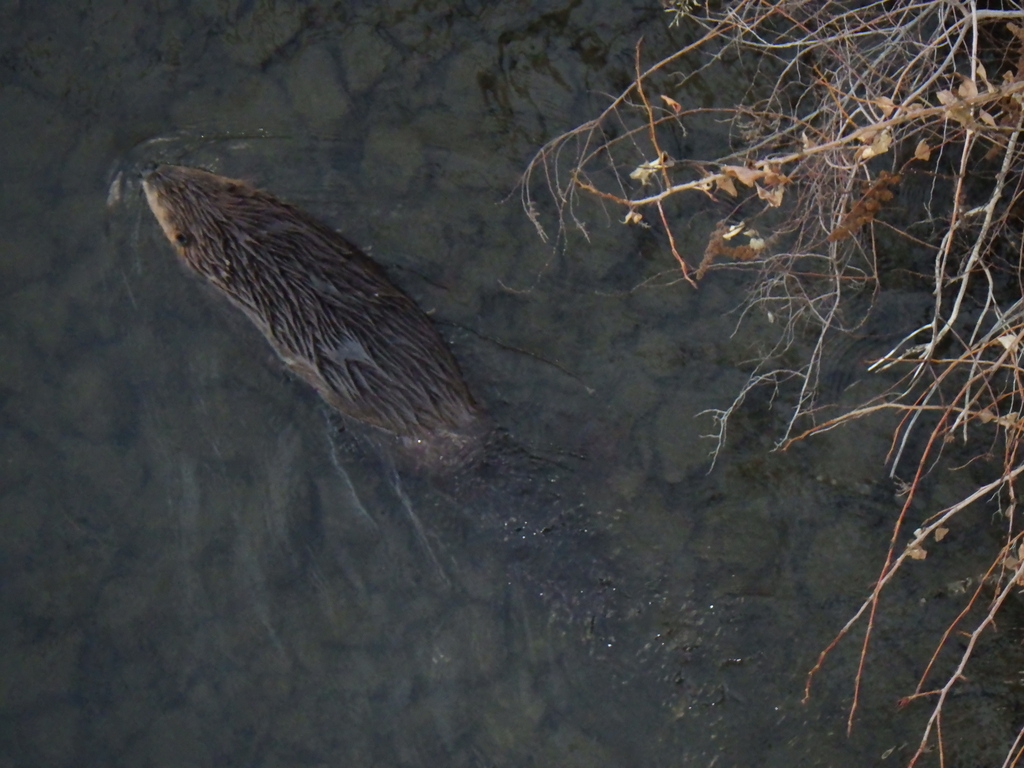 American Beaver from University District, Spokane, WA, USA on February ...