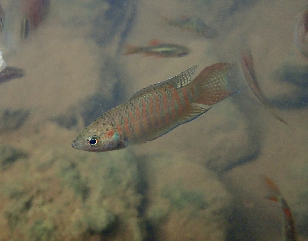 Fork tailed paradisefish in August 2019 by Tse Chung Yi · iNaturalist