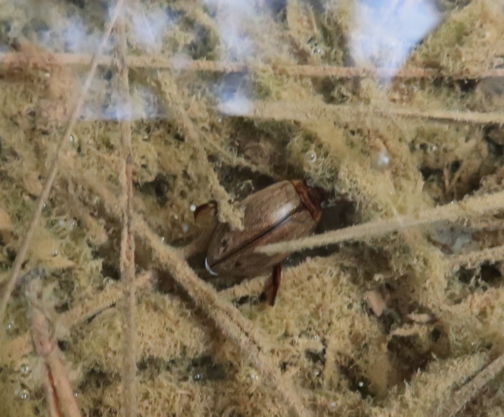 Cosmopolitan Diving Beetle from Ongjin-gun, Incheon, South Korea on ...