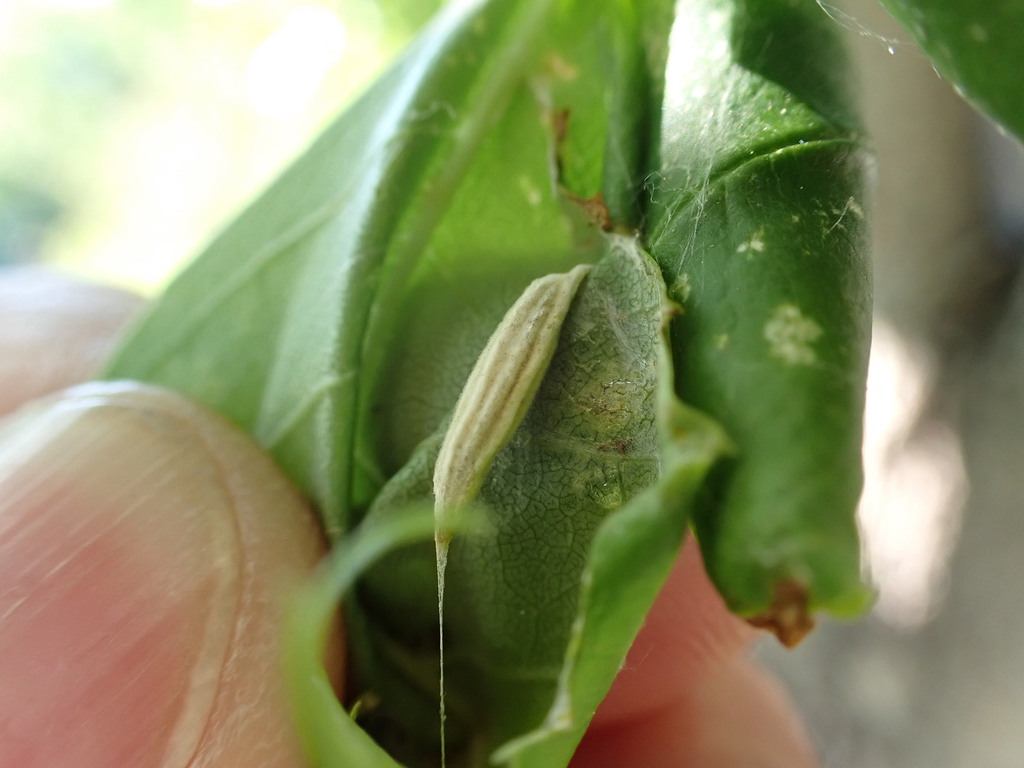 Winged and Once-winged Insects from Douglasdale, Calgary, AB T2Z ...