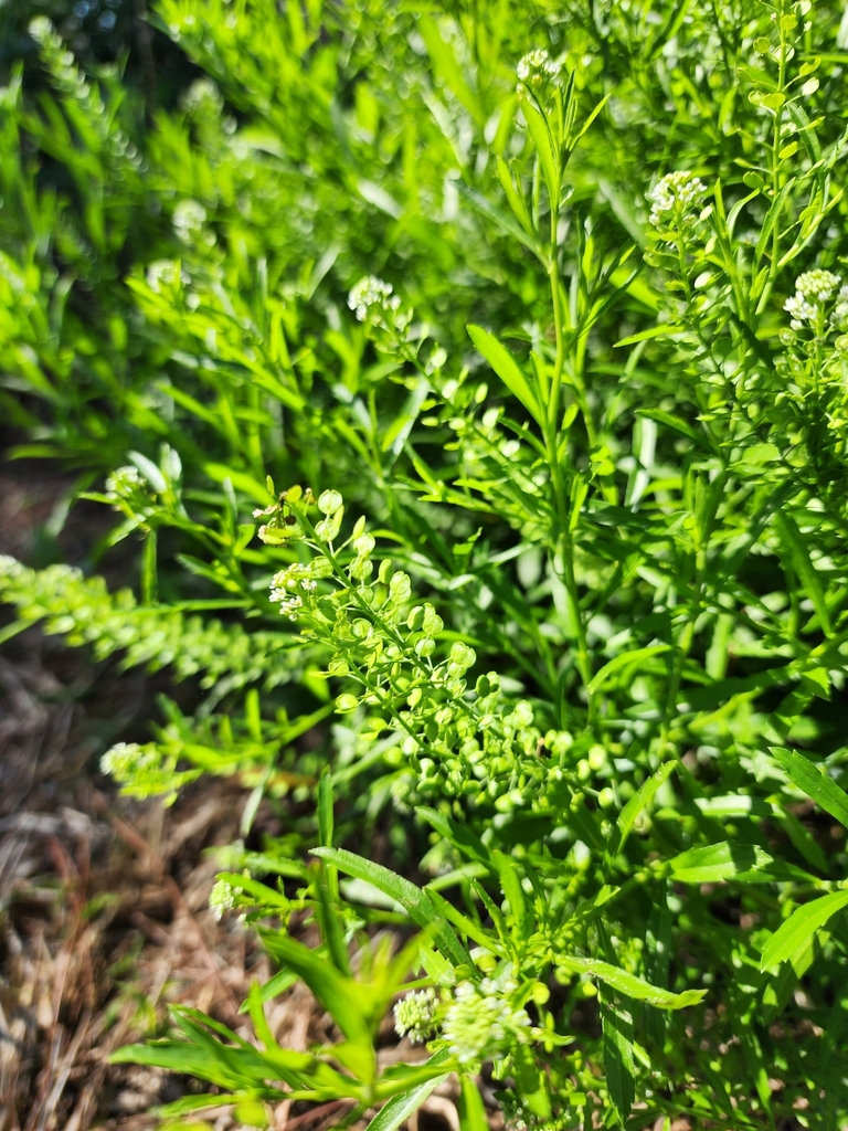 Virginia pepperweed from Lakewood Estates, St. Petersburg, FL, USA on ...
