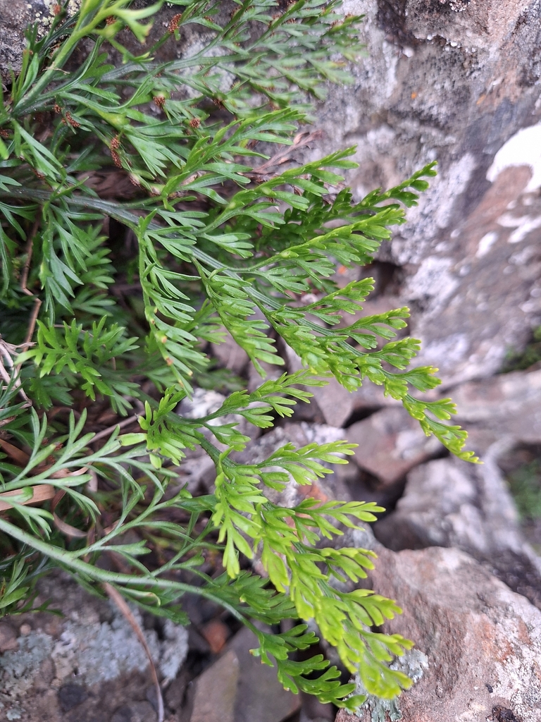 Matua Kaponga from Kaikoura Flat, Kaikōura, New Zealand on February 25 ...