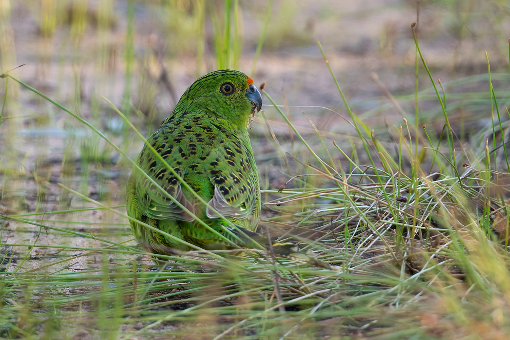 Ground Parrot from Cooloola QLD, Australia on February 7, 2025 at 05:56 ...