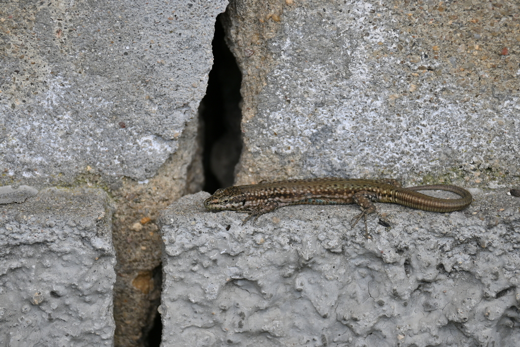 Green Iberian Wall Lizard from Restelo, Porto Brandão, 1400 Lisboa ...