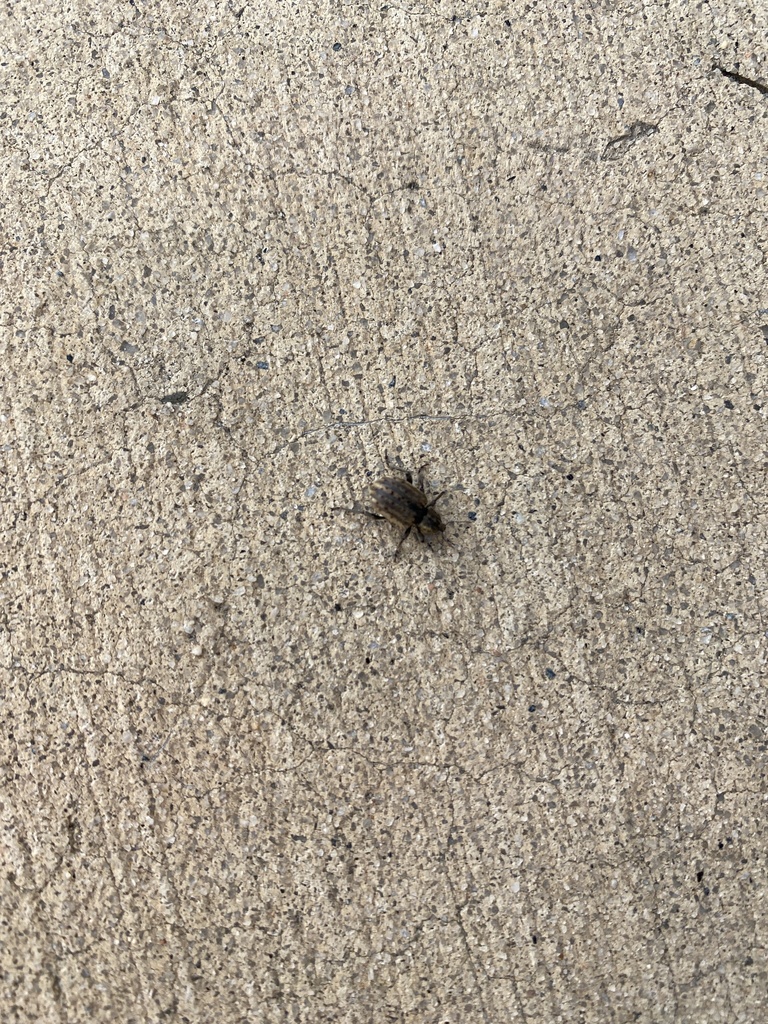 Clover Leaf Weevil from Cypress St SW, Concord, NC, US on March 01 ...