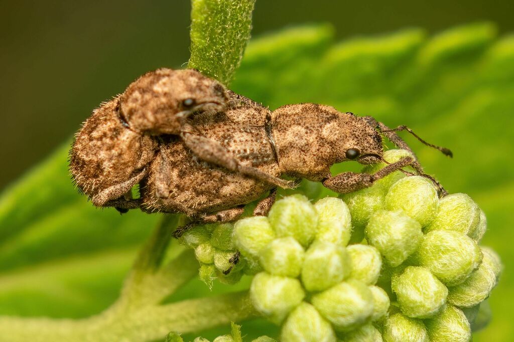 Pantomorus postfasciatus from Santa Teresa, Santa Fe, Argentina on ...