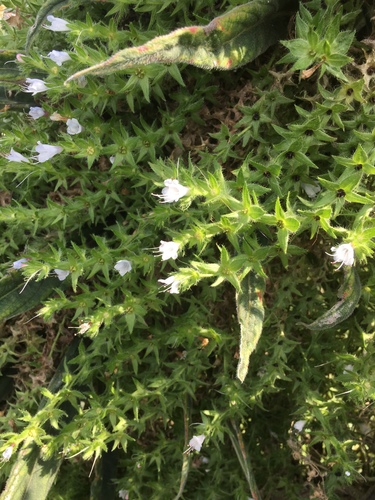 Observations by pendiz · iNaturalist