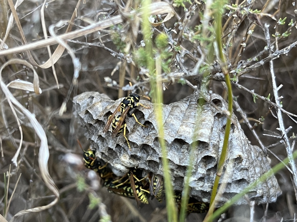 European Paper Wasp from Rondebosch, Cape Town, Western Cape, ZA on ...