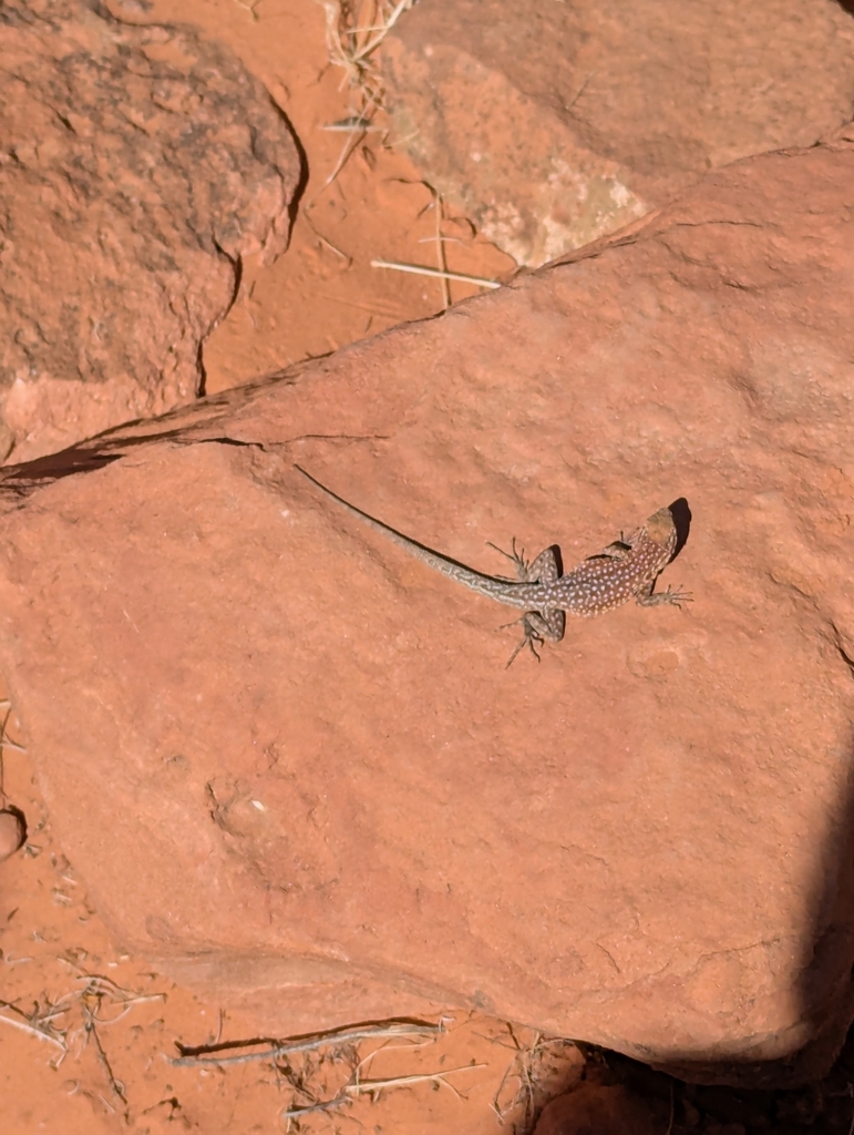 Common Side-blotched Lizard from St. George, UT 84770, USA on March 1 ...