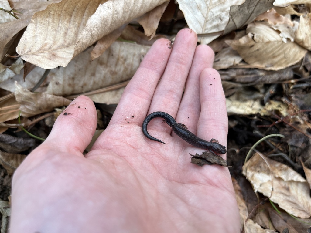 Eastern Red-backed Salamander in March 2025 by Matthew · iNaturalist