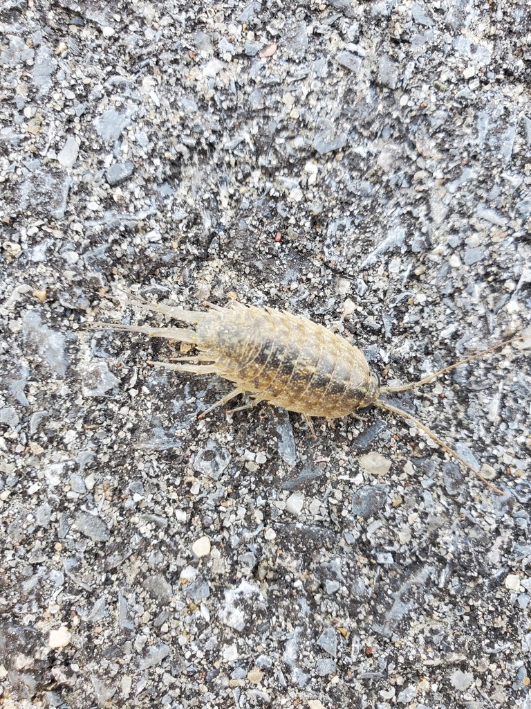 Wharf Louse from Dorchester County, MD, USA on March 1, 2025 at 03:53 ...