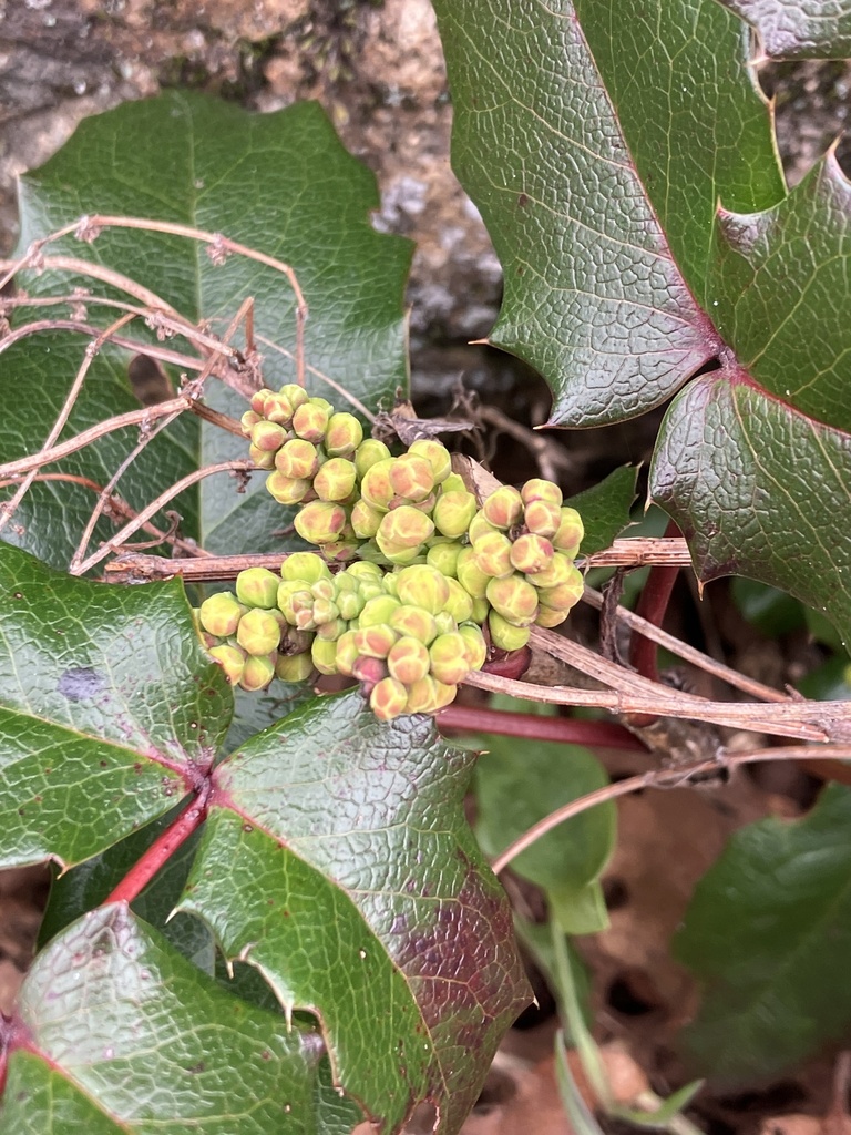 Oregon grape from Nicholson St, Saanich, BC, CA on March 01, 2025 at 12 ...