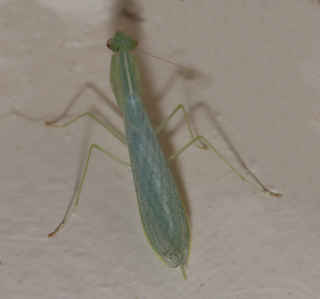 Snake Mantis from Witta QLD 4552, Australia on March 01, 2025 at 09:20 ...