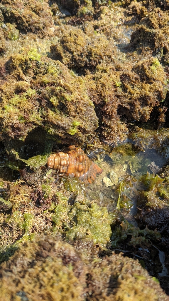 Spengler's Trumpet Snail from Vaucluse NSW 2030, Australia on March 1 ...