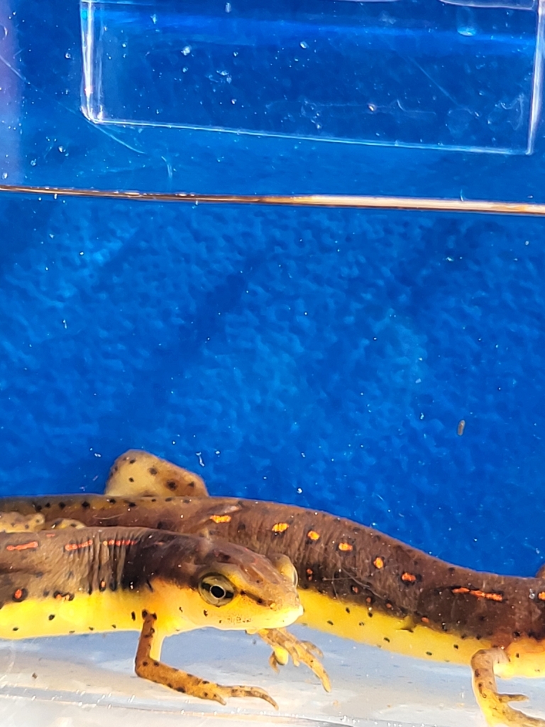 Broken-striped Newt from Ellerbe, NC 28338, USA on March 01, 2025 at 10 ...