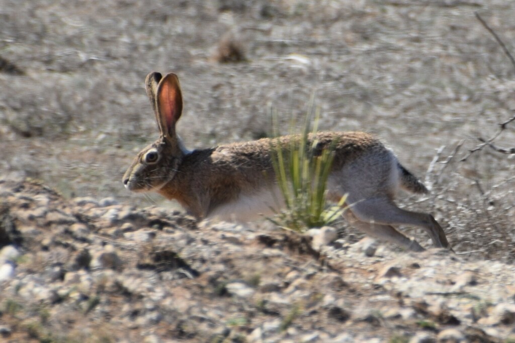 Black-tailed Jackrabbit from Lubbock County, TX, USA on March 01, 2025 ...