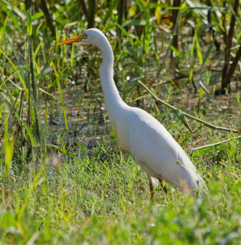 Plumed Egret from Middle Point NT 0822, Australia on February 28, 2025 ...