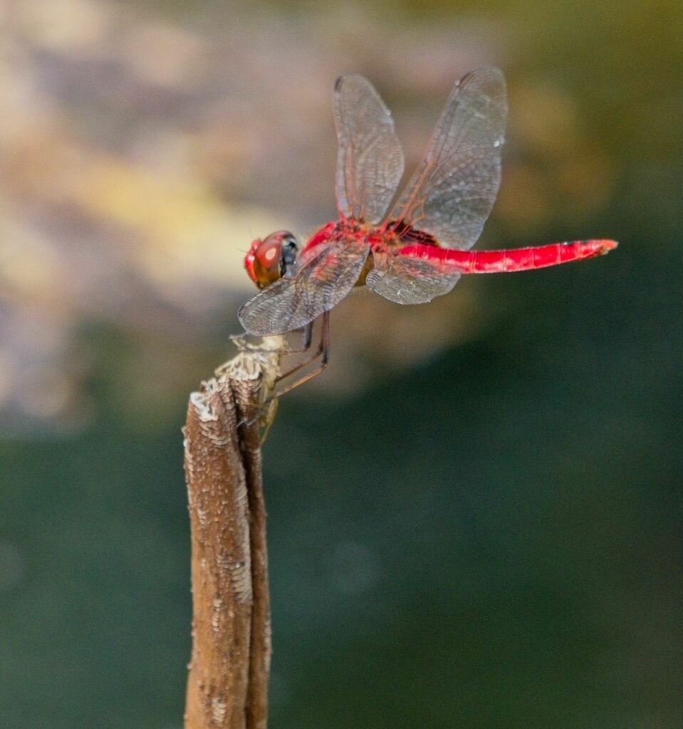 Red Baron from Middle Point NT 0822, Australia on February 28, 2025 at ...