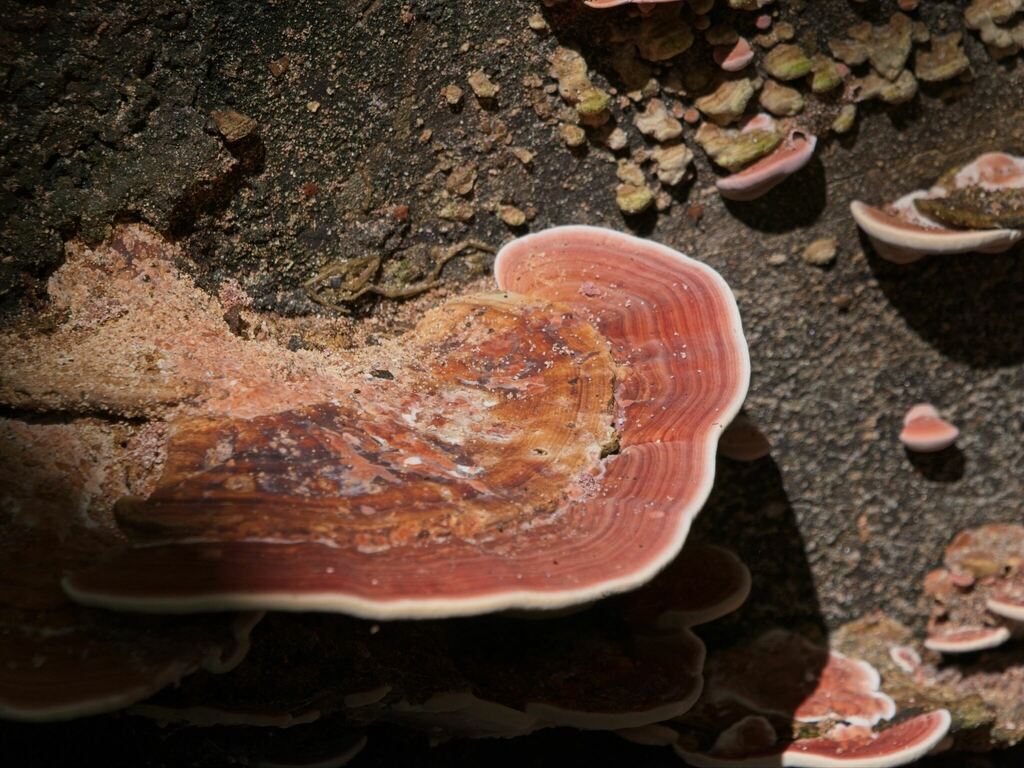 Gum Bracket from Middle Point NT 0822, Australia on February 28, 2025 ...