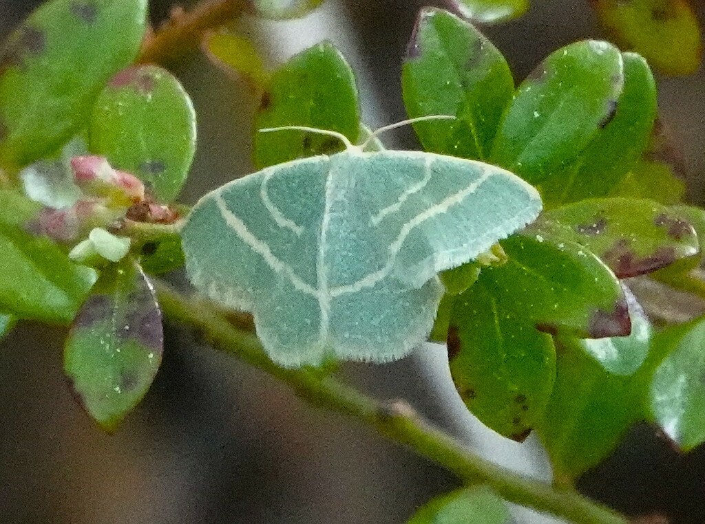Blackberry Looper Moth from Citrus County, FL, USA on March 01, 2025 at ...