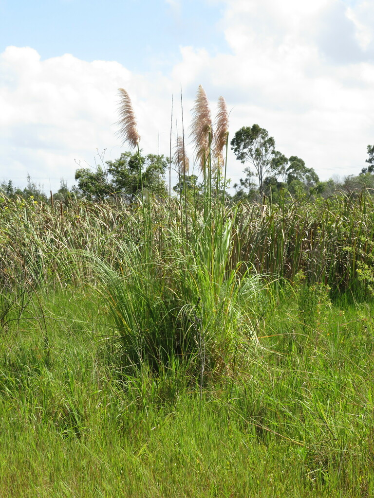 Pampas grasses from Brisbane QLD, Australia on March 02, 2025 at 09:52 ...
