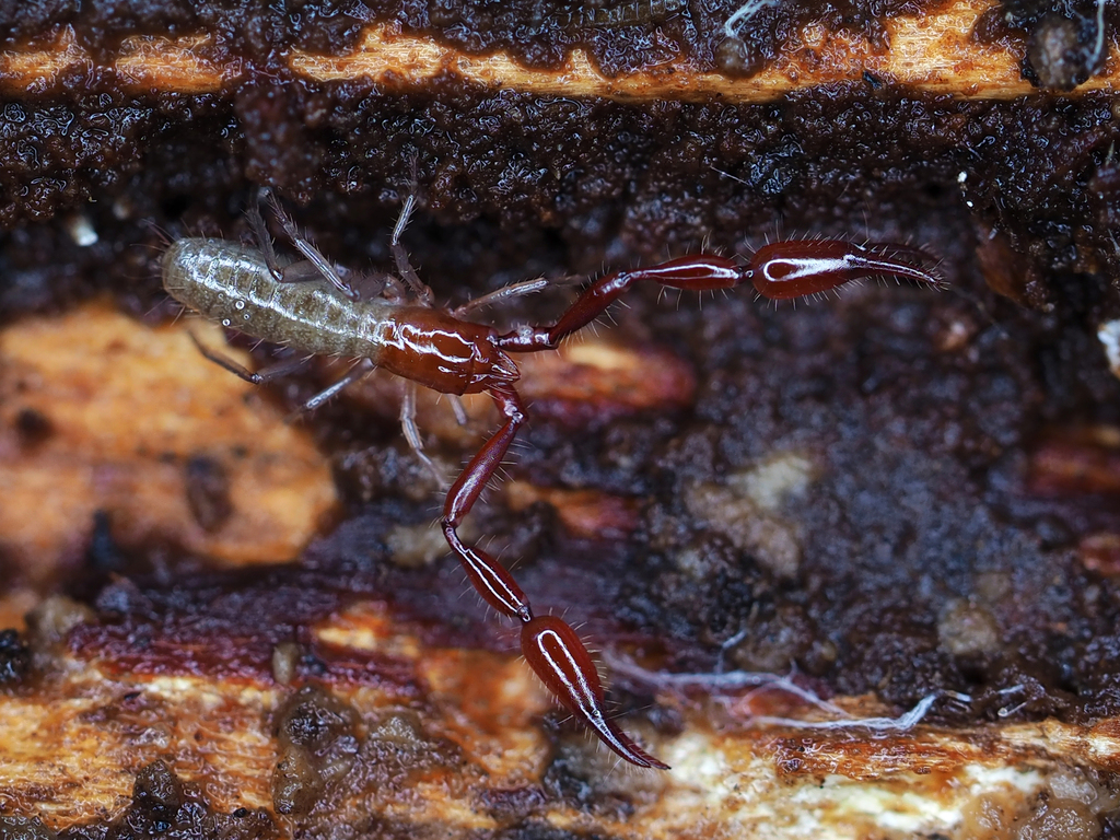 Neobisium from Oakbrook, Vancouver, WA, USA on February 28, 2025 at 11: ...