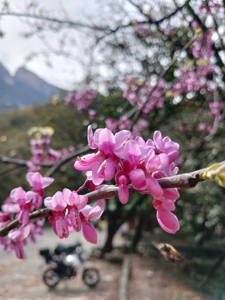 eastern redbud from Zona de La Sierra Madre, San Pedro Garza García, N ...