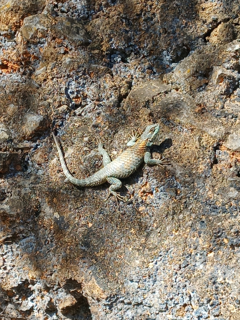 Spiny Lizards from 66279 Nuevo Leon, Mexico on March 1, 2025 at 09:47 ...