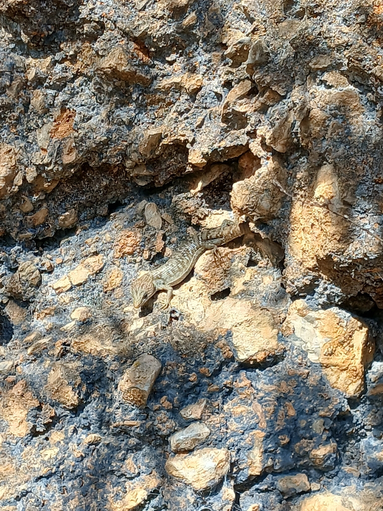 Texas Alligator Lizard from 66279 Nuevo Leon, Mexico on March 1, 2025 ...