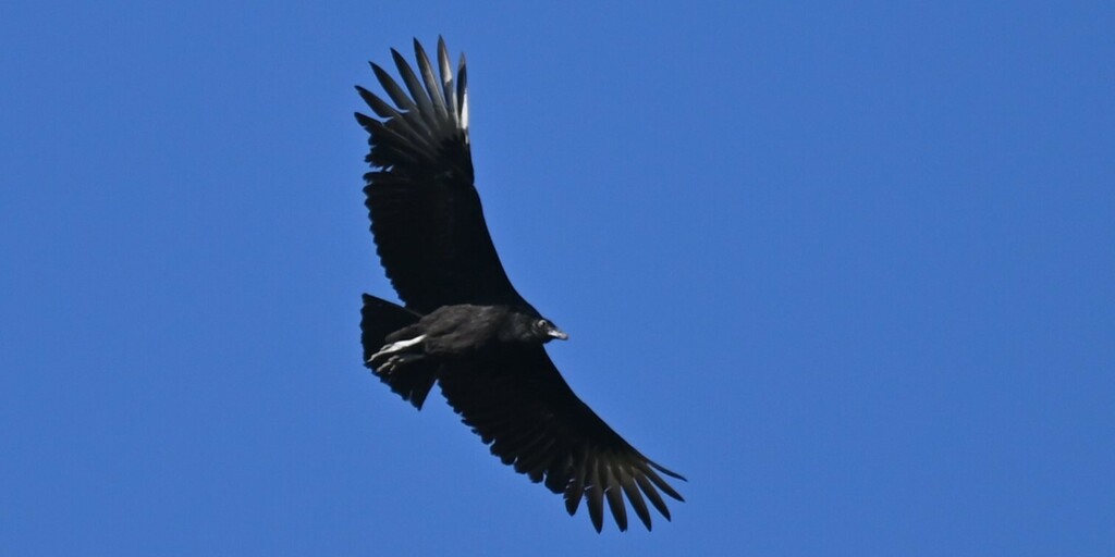Black Vulture from Ingleside, TX, USA on March 1, 2025 at 03:41 PM by ...