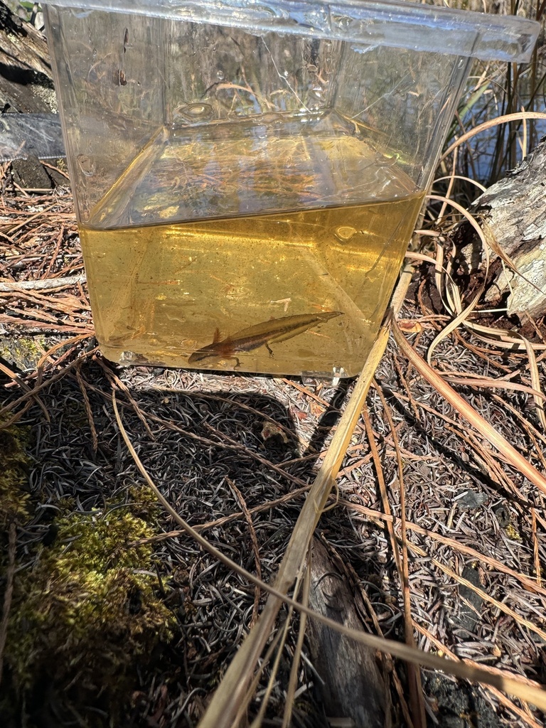 Reticulated Flatwoods Salamander in March 2025 by johanna_nelson ...